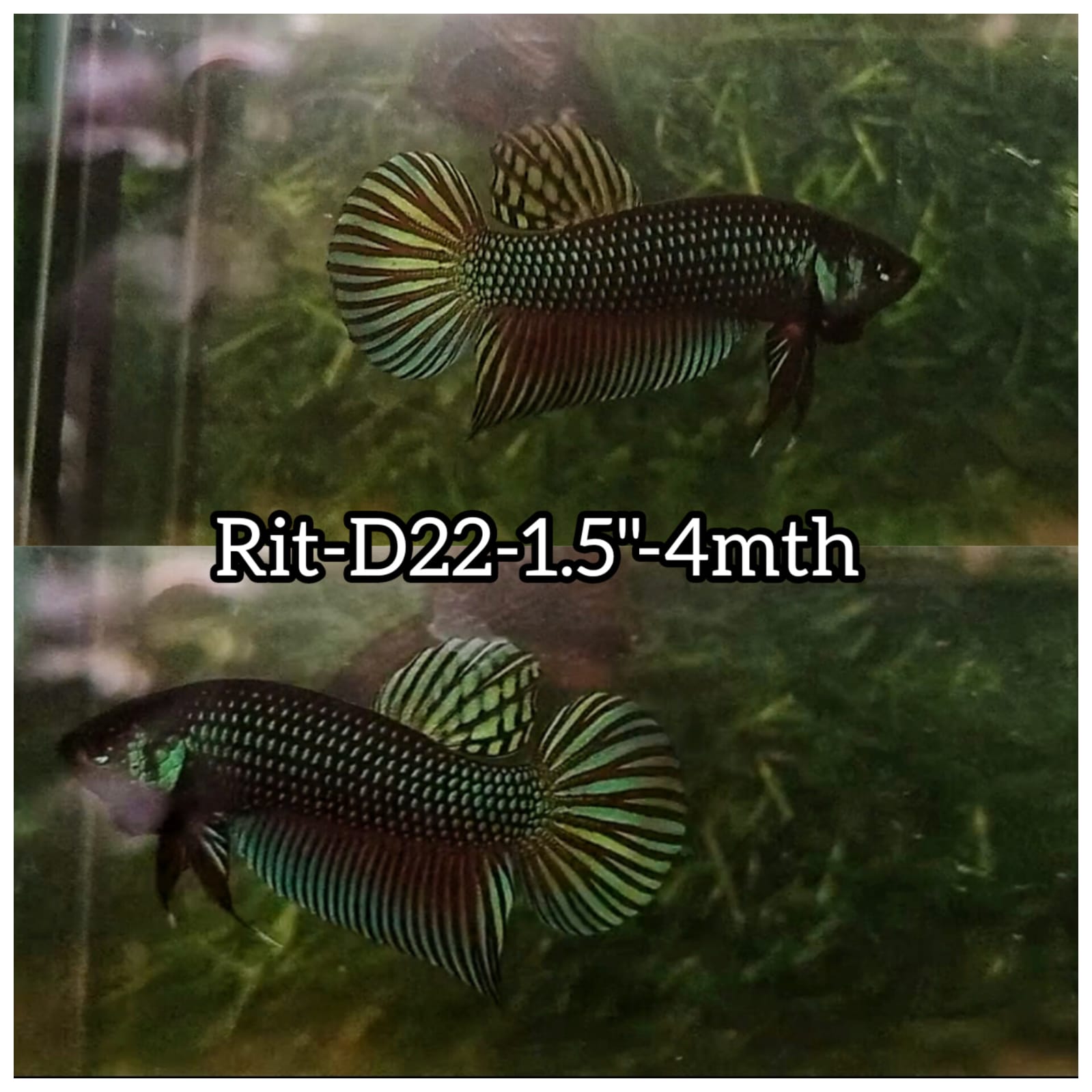 Betta Fish for Sale | Plakat Bettas | Fighting Fish | HMPK Betta ...