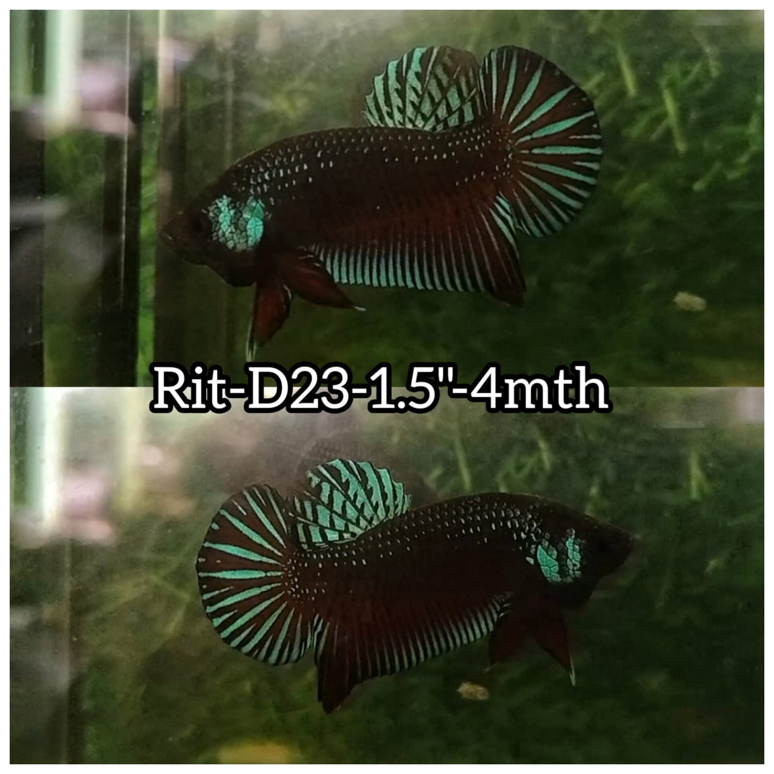 Betta Fish for Sale | Plakat Bettas | Fighting Fish | HMPK Betta ...