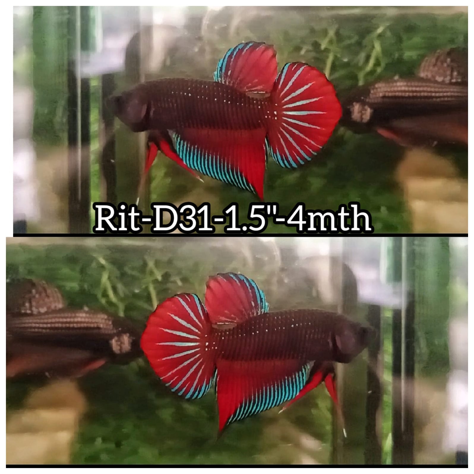 Betta Fish for Sale | Plakat Bettas | Fighting Fish | HMPK Betta ...
