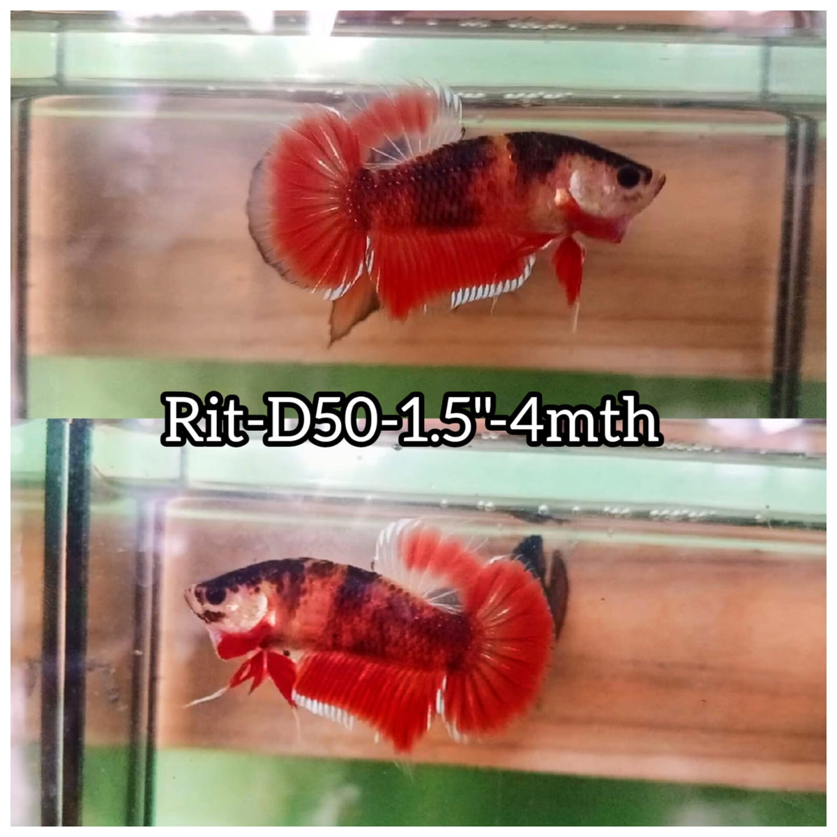 Betta Fish for Sale | Plakat Bettas | Fighting Fish | HMPK Betta ...