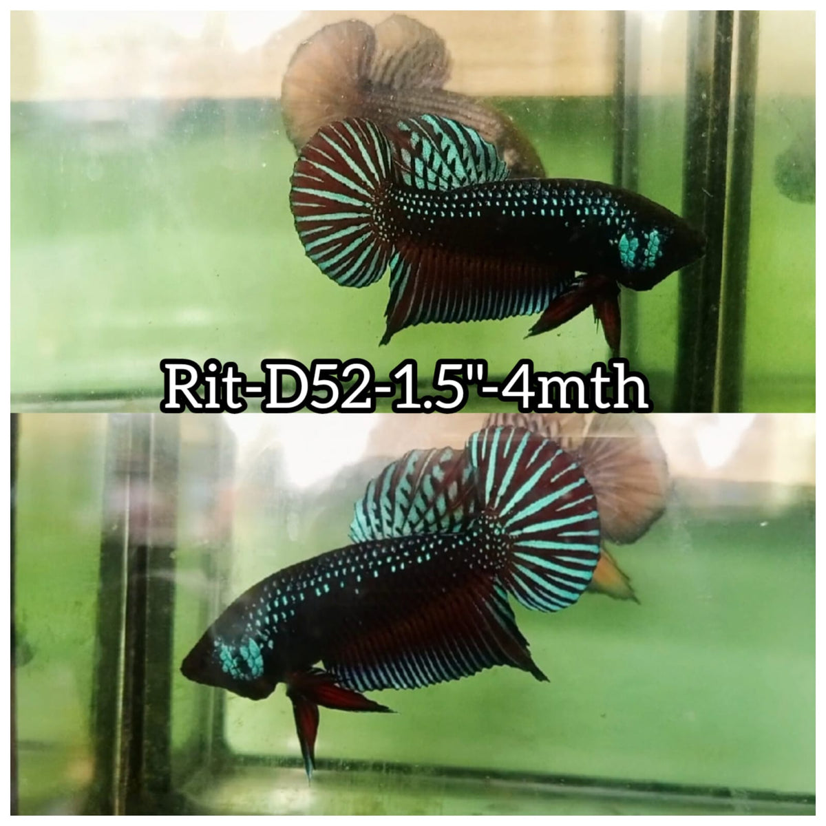 Betta Fish for Sale | Plakat Bettas | Fighting Fish | HMPK Betta ...