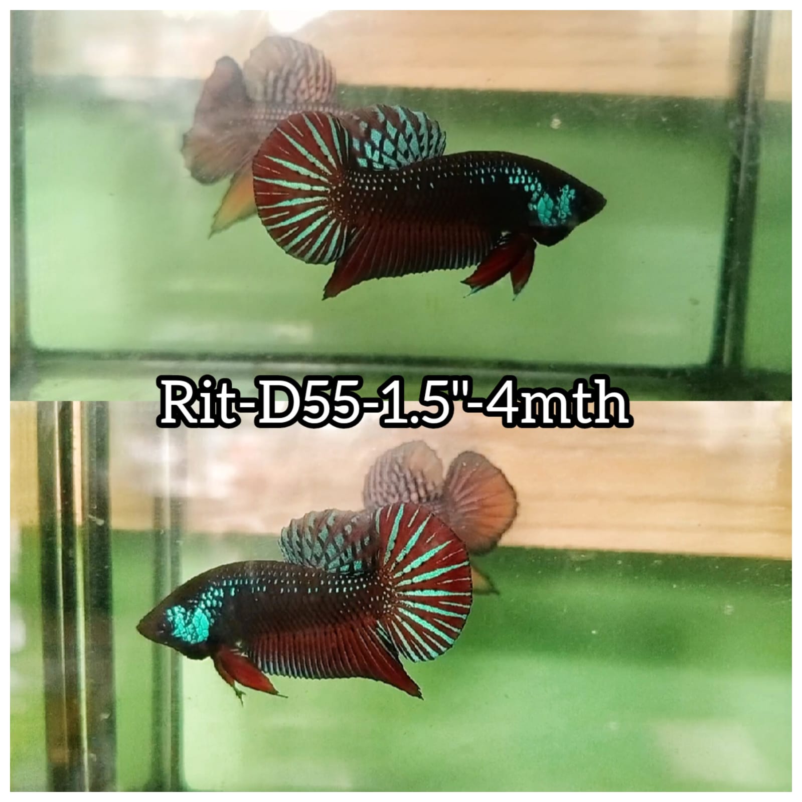 Betta Fish for Sale | Plakat Bettas | Fighting Fish | HMPK Betta ...