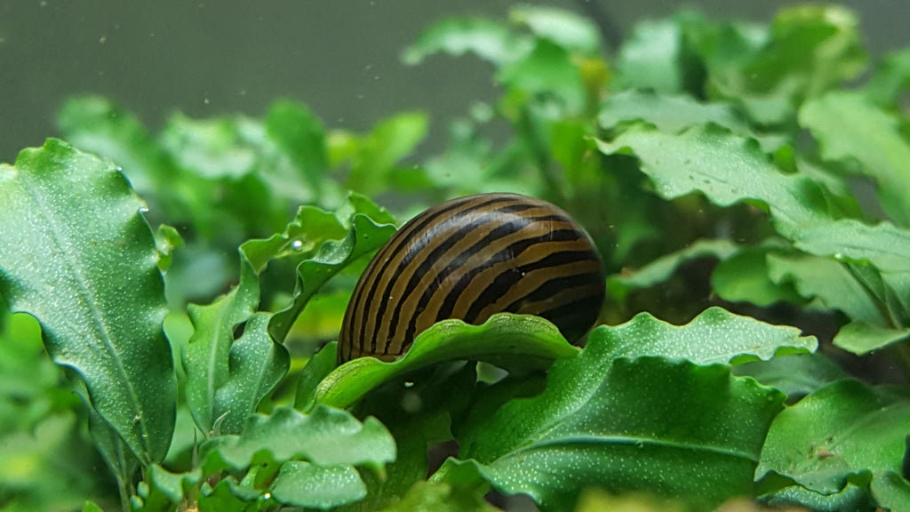 SNAIL — Coast Gem USA
