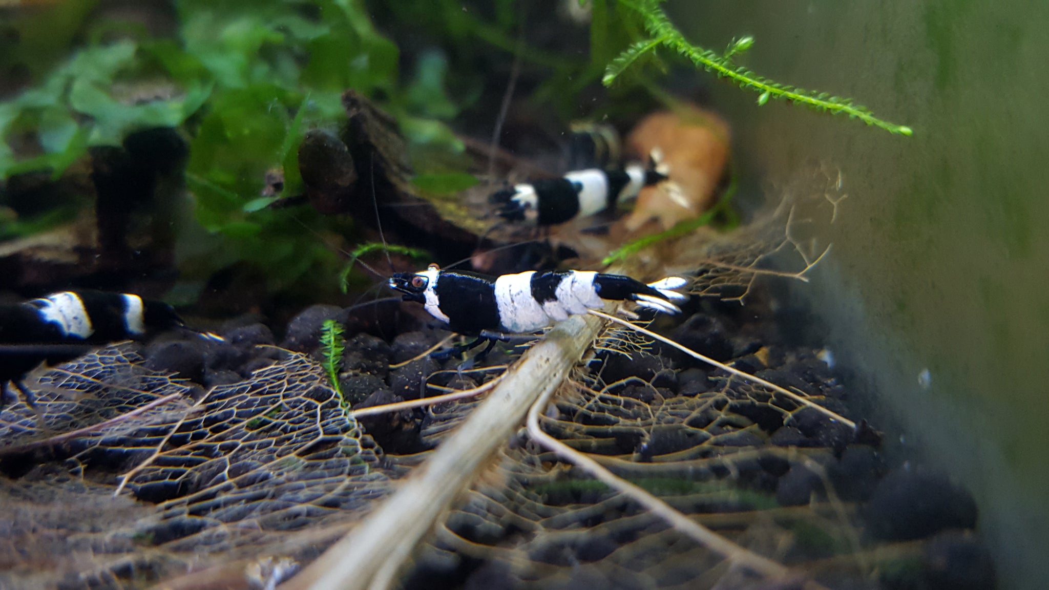 Exotic Freshwater Shrimp for sale | Aquarium Shrimp tank | Paludarium ...
