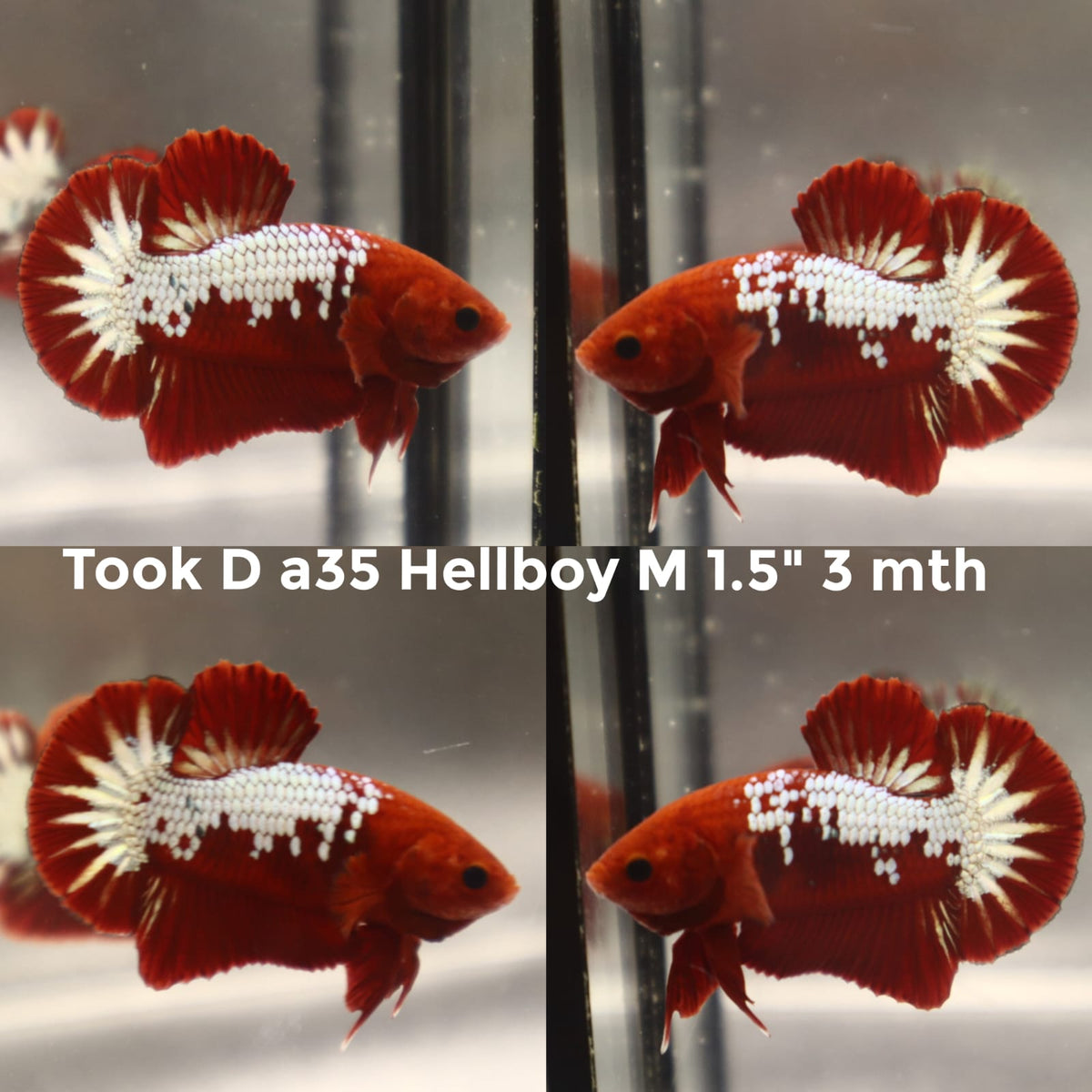 Betta Fish for Sale | Plakat Bettas | Fighting Fish | HMPK Betta ...