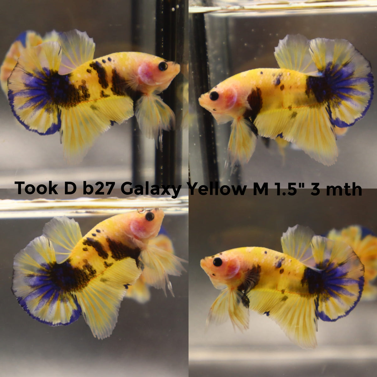 Betta Fish for Sale | Plakat Bettas | Fighting Fish | HMPK Betta ...