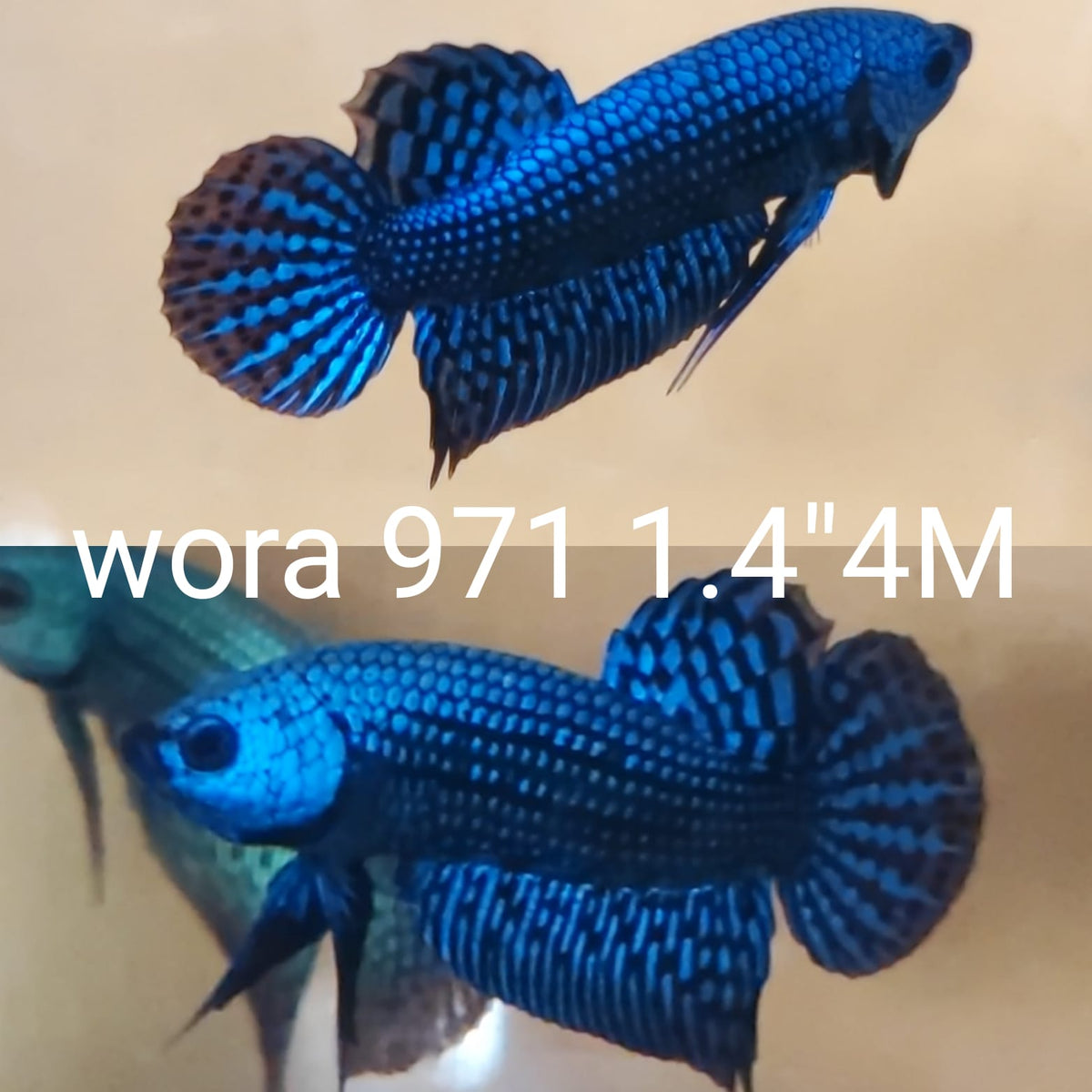 Betta Fish for Sale | Plakat Bettas | Fighting Fish | HMPK Betta ...